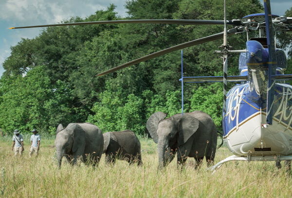 Elephant Havens & Discover The Okavango - Helicopter Horizons