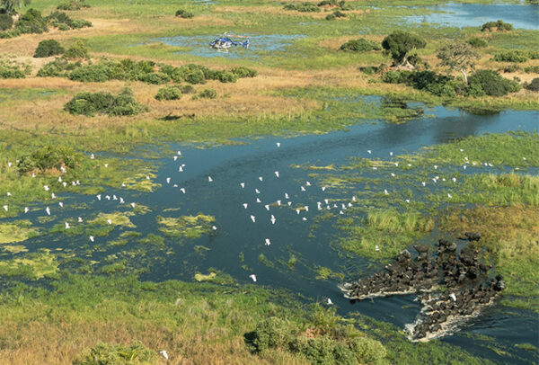 Discover the Okavango Delta - Helicopter Horizons